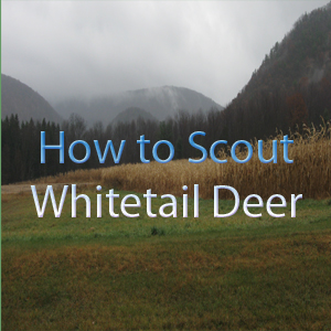 How to Scout Whitetail Deer - Sean's Outdoor Adventures